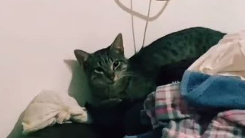 Religioso? Gato é flagrado pendurado em lugar sagrado e viraliza ...