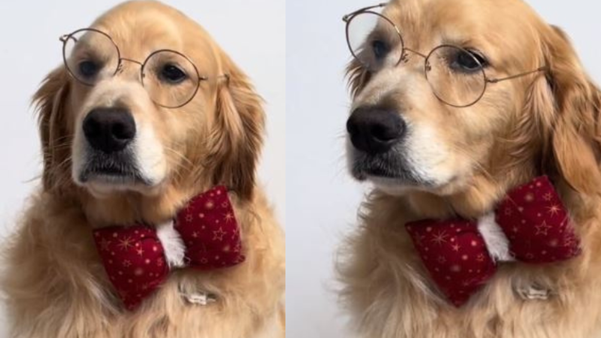 Cachorro vive dia como repórter e encanta internautas; veja vídeo