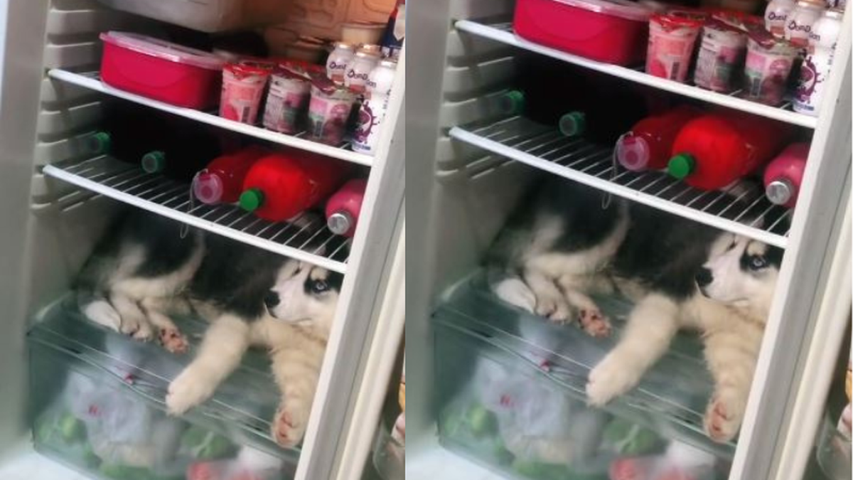 VÍDEO: Husky usa tática inusitada para fugir do calor e viraliza; confira
