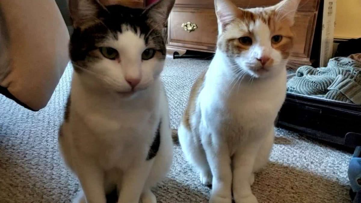Mulher descobre que seu gato tinha um melhor amigo em lar temporário e ...