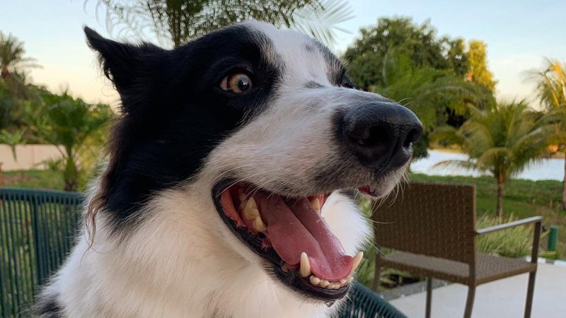 Cãolunista ensina 10 maneiras de identificar quando seu cachorro está feliz