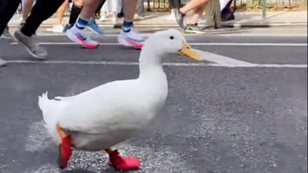Vídeo: Pata fica famosa ao “correr” maratona de sapatinhos