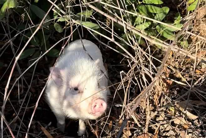Animal cor de rosa chama atenção em estrada e recebe ajuda