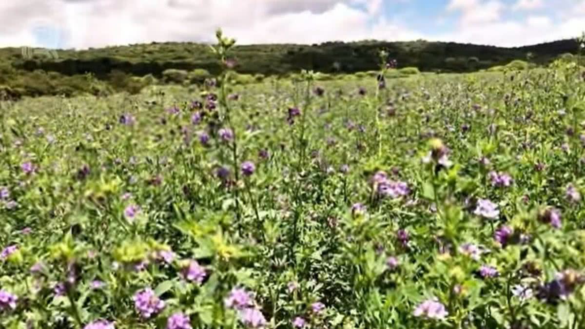 Família do sertão da Bahia investe no plantio da alfafa irrigada