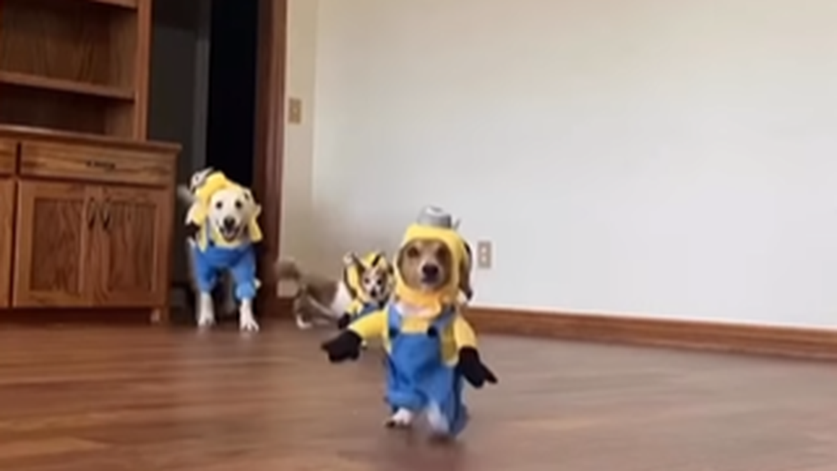 Video de Minions na versão dog encanta a web