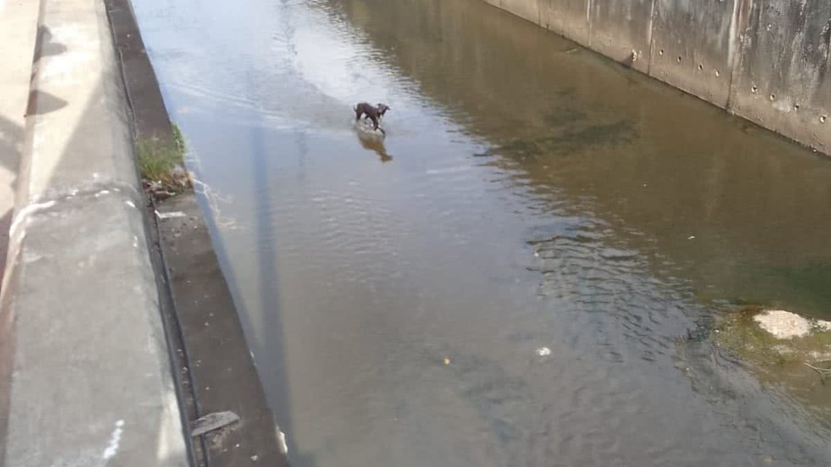 Cachorro é resgatado em córrego na Avenida Heitor Dias