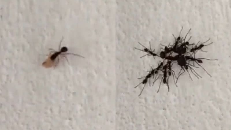 Vilã ou mocinha? História de formiga com fama de impostora tem ...