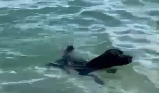 Cão herói: cachorro pula no mar e ajuda salva-vidas
