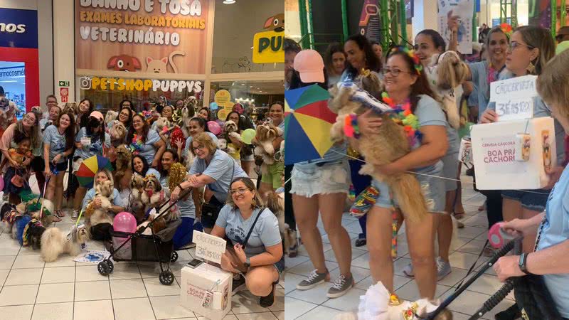 Shopping de Salvador vira circuito de Carnaval para pets neste domingo ...