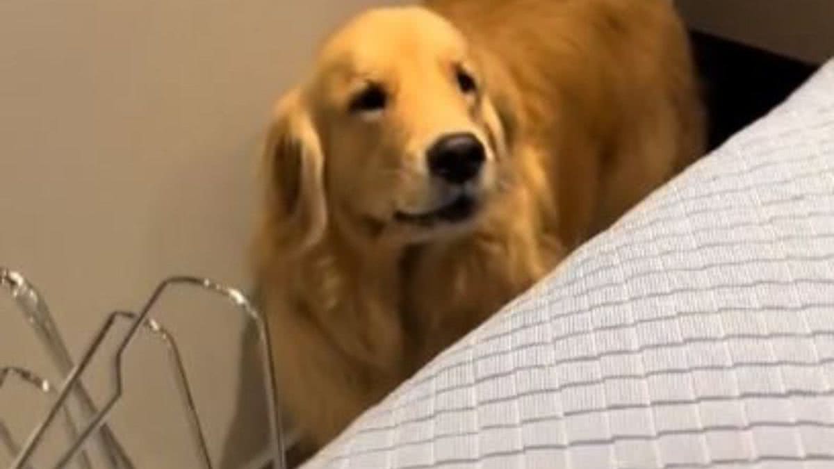 Golden tem medo de objeto inusitado e tutora compartilha reação do ...