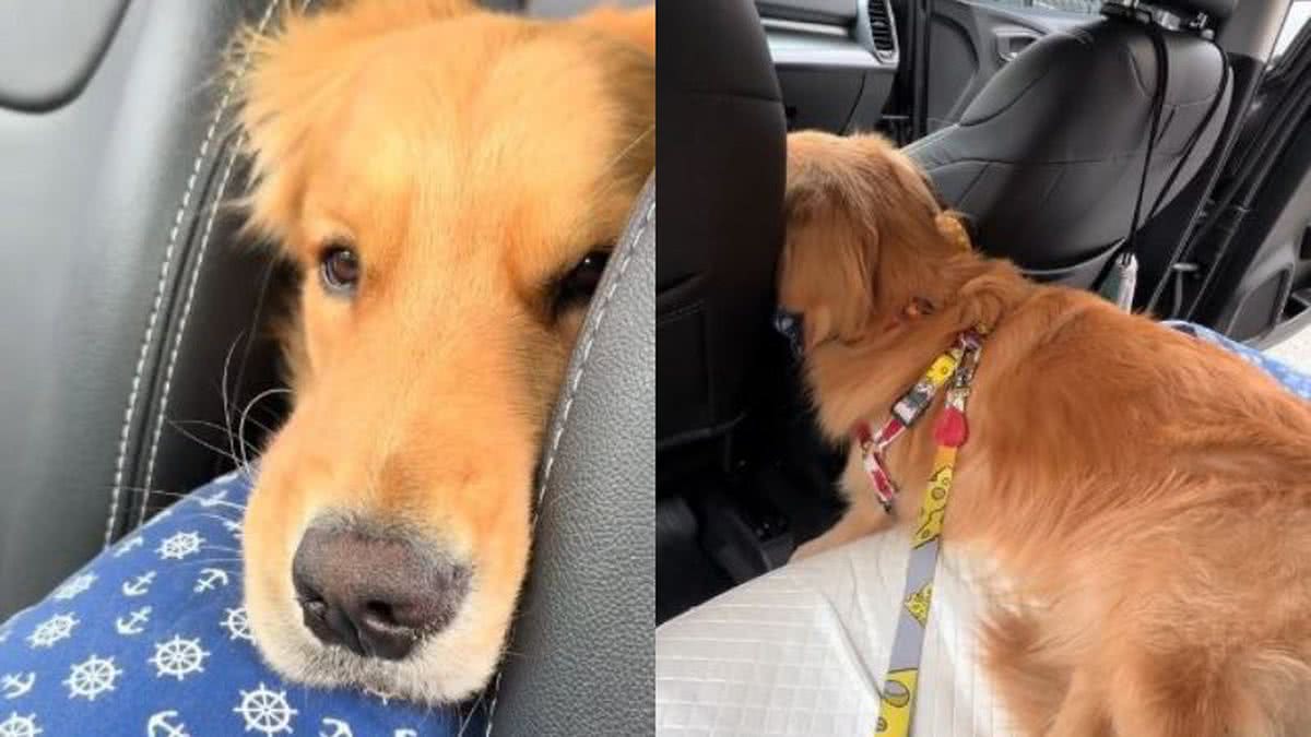 Golden faz birra para sair de carro após fim de viagem e tutor toma ...