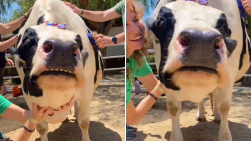 Vídeo: Vaca tem reação adorável ao receber carinho e encanta internautas