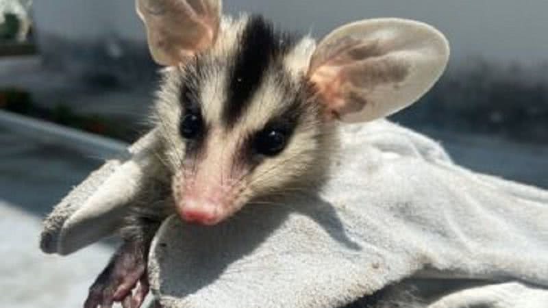 Saruês invadem salas do Senado durante férias dos parlamentares