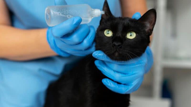 Confira dicas para identificar sinais que seu gato está doente