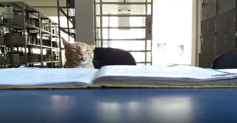 Mascote de biblioteca é retirado após queixa de uma única moradora ...