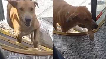 Cachorro caloteiro se aproveita de amizade e não paga passagem de ...