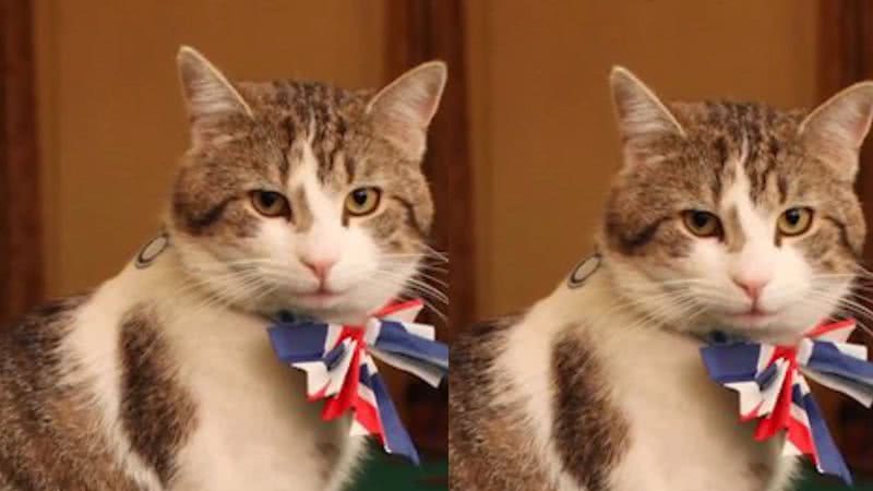 Conheça Larry, gato que faz parte da equipe política britânica; assista