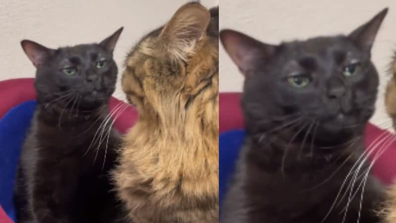 Conheça Vivi, gatinha que viralizou e virou meme nas redes sociais; assista