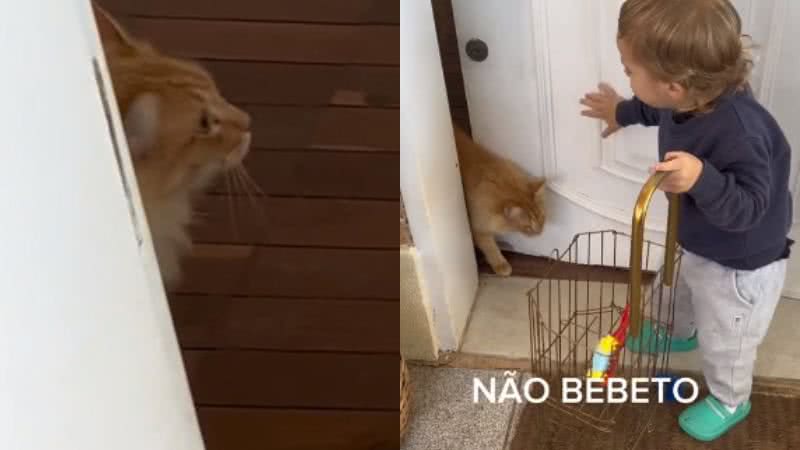 Gato teimoso leva bronca de seu mini tutor; assista