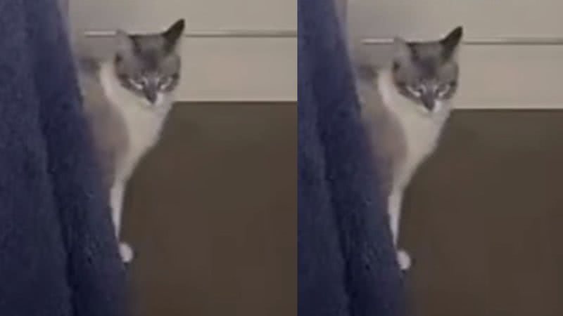 Dramática? Gatinha faz escândalo ao ser deixada sozinha e diverte web ...