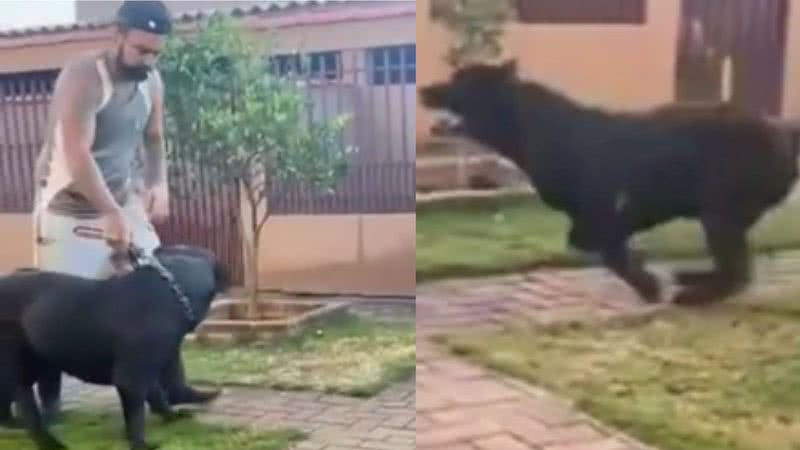 Vídeo: Pit Monster surpreende internautas com seu tamanho: “Parece um urso”