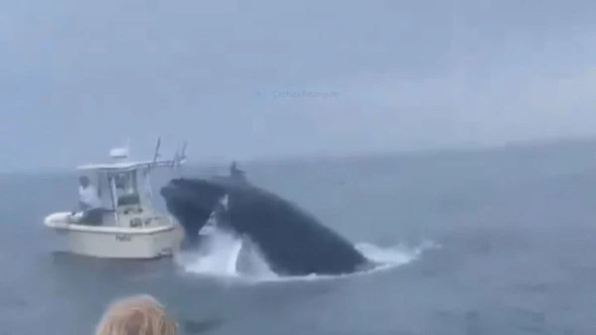 VÍDEO: Pescadores são surpreendidos por ataque de baleia nos EUA