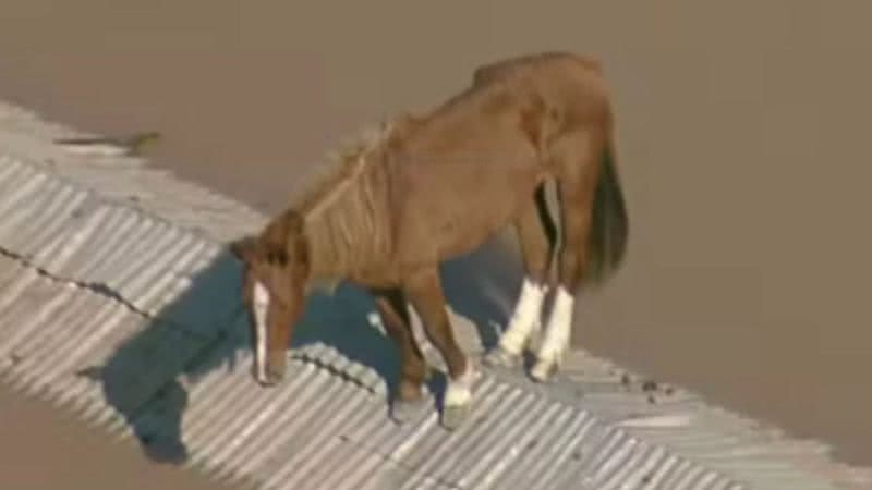 Cavalo resgatado em telhado durante enchente se recupera e ganha microchip