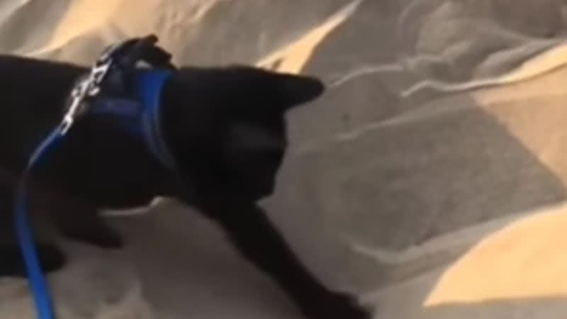 Paraíso felino! Gatinho fica impressionado com quantidade de areia em ...