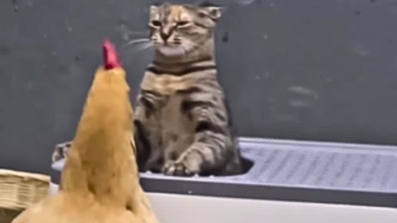 Galinha corajosa enfrenta gato encrenqueiro em duelo inusitado; assista