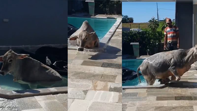 Vaca decide se refrescar em piscina e viraliza nas redes sociais; assista