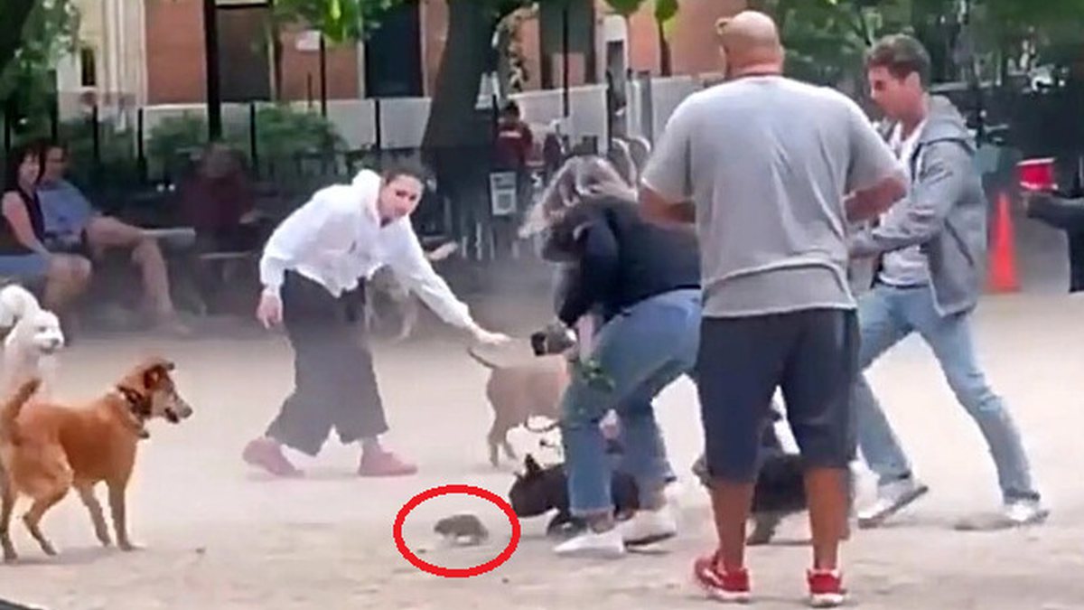 Rato entra em parque de cães e causa maior confusão; assista