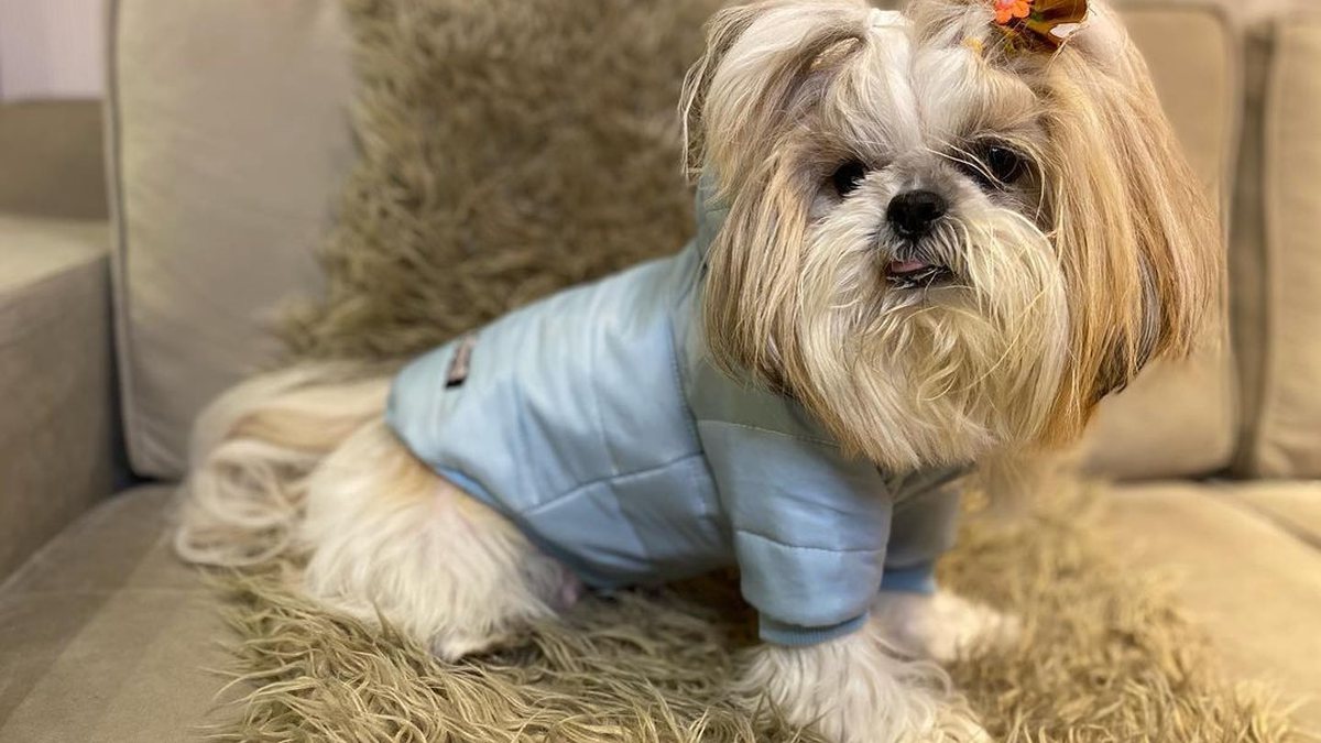 Moda canina: Estilista lança coleção de roupas de inverno para pets