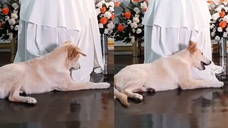 Devoto? Cachorro rouba cena durante missa de Corpus Christi; assista