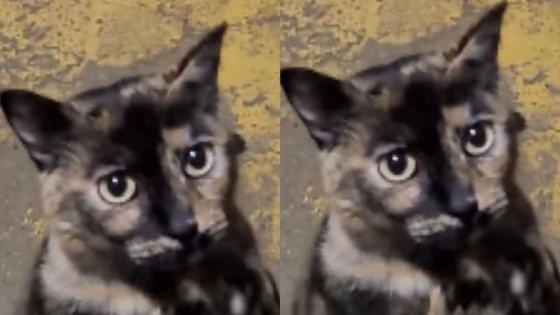 Gata gulosa pede comida para tutor de forma inusitada; assista