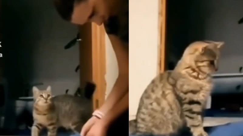 Carente? Gatinho tenta chamar a atenção de sua tutora de maneira nada ... Carente? Gatinho tenta chamar a atenção de sua tutora de maneira nada ...