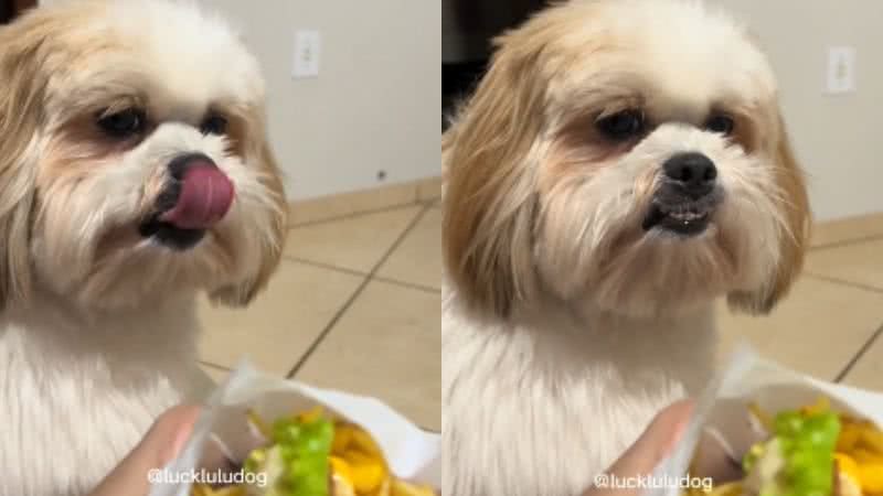 Pidão! Cachorro fica em prontidão esperando receber pedaço de lanche de ...