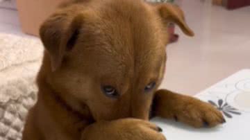 Conheça Xiao Pang, cachorro que prova que "vilões se criam"