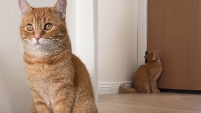 Gata faz drama ao ser deixada sozinha em casa; assista