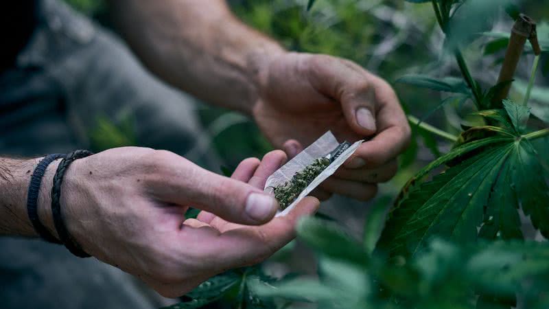Oitenta e oito toneladas de maconha suprem consumo mensal no Brasil ...