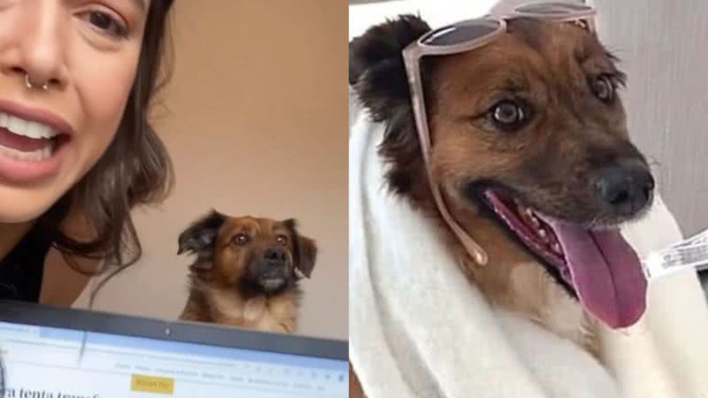 Após matéria do BNews, tutora que tentou transformar cão caramelo em ...