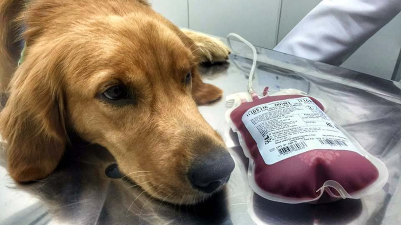 Mato Grosso cria banco de sangue para animais domésticos