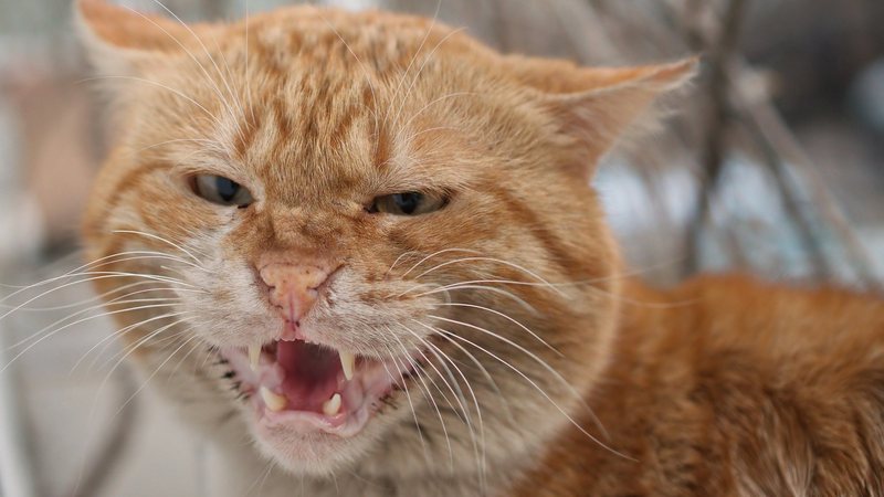 Saiba identificar os sinais que apontam um gato estressado e como ajudá-lo