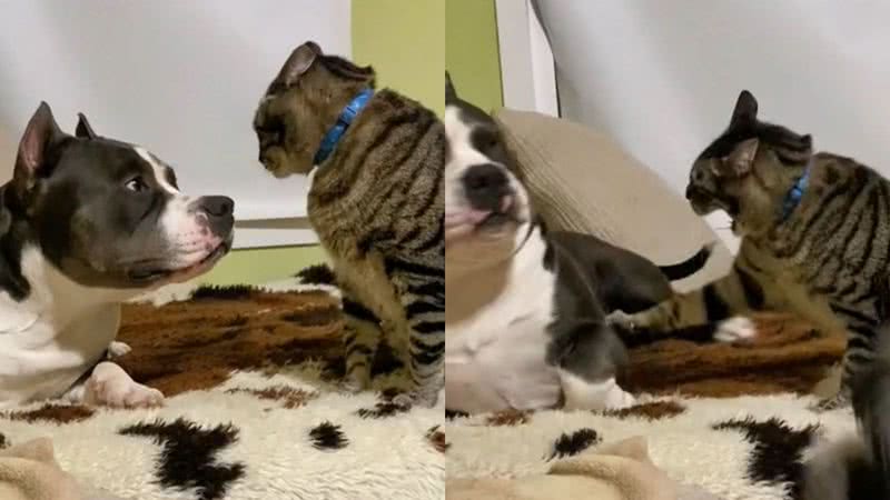 Cachorrinho defende american bully de gato ousado; veja vídeo