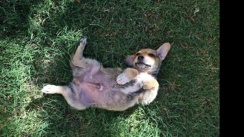 Cachorro abandonado oferece sua fatia de pão aos socorristas; veja fotos Cachorro abandonado oferece sua fatia de pão aos socorristas; veja fotos