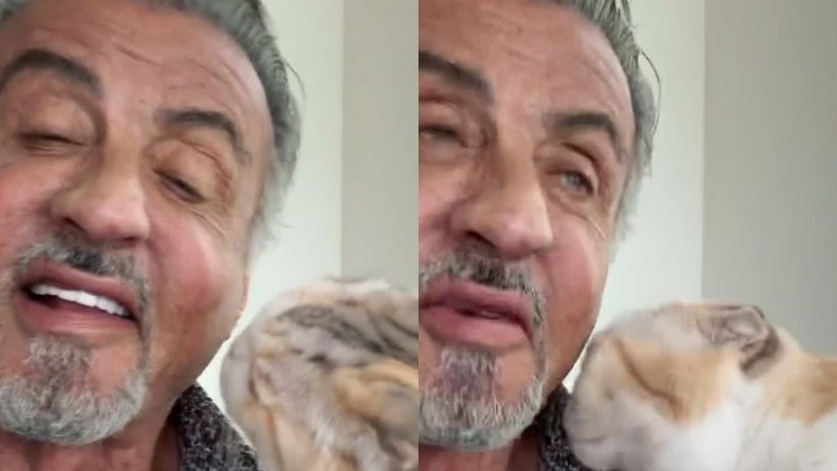 Sylvester Stallone Compartilha Momento De Carinho Com Gatinha De Estimação