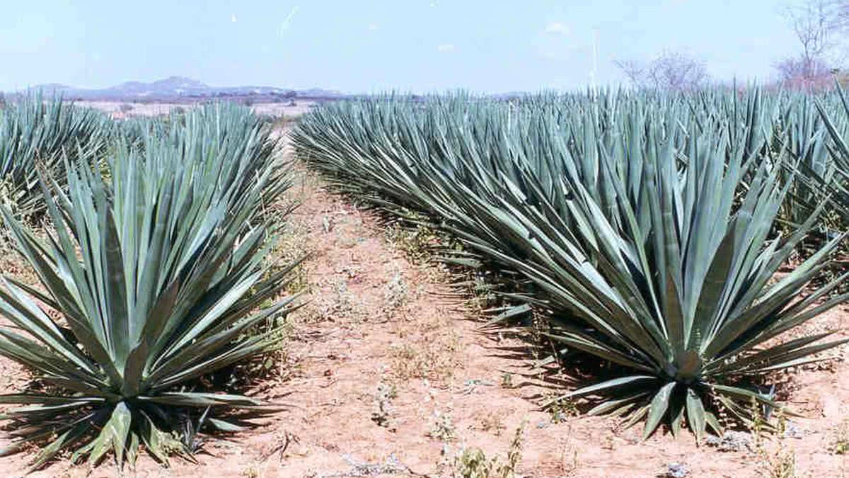 Conab poderá adquirir até 3.679 toneladas de sisal na Bahia; saiba mais