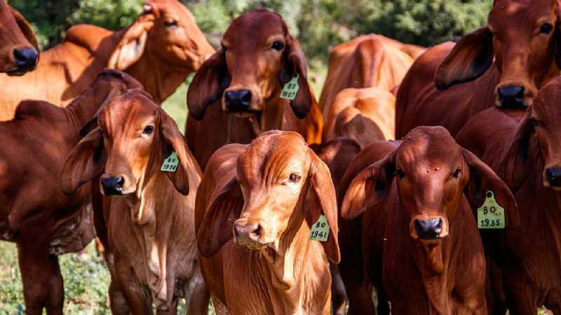 1º trimestre é marcado por crescimento no abate de bovinos, suínos e de frangos