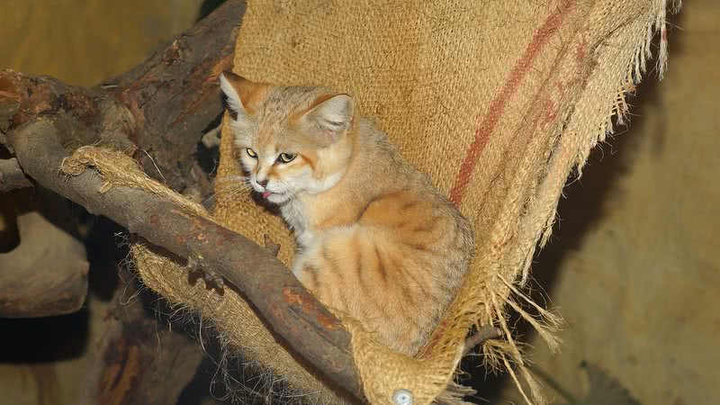 Mini gato selvagem pode ser o primeiro nômade conhecido