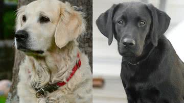 Resultado de cruzamento entre golden retriever e labrador gera polêmica ...