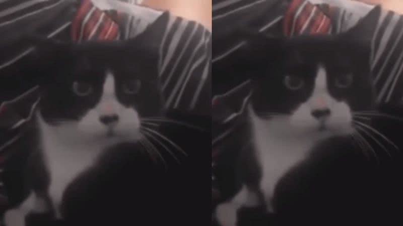 Vídeo: Gato late para cachorro e web reage: “Crise de identidade?”